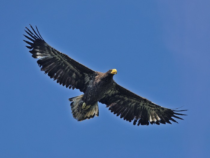 Orel východní, pátrání téměř detektivní :: JOK - Jihočeský ornitologický klub